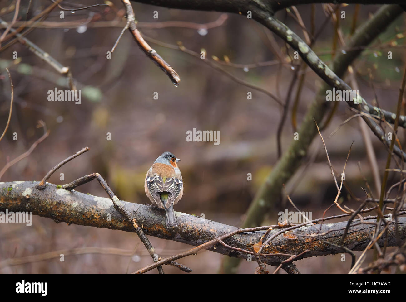 Finch on a tree Stock Photo - Alamy