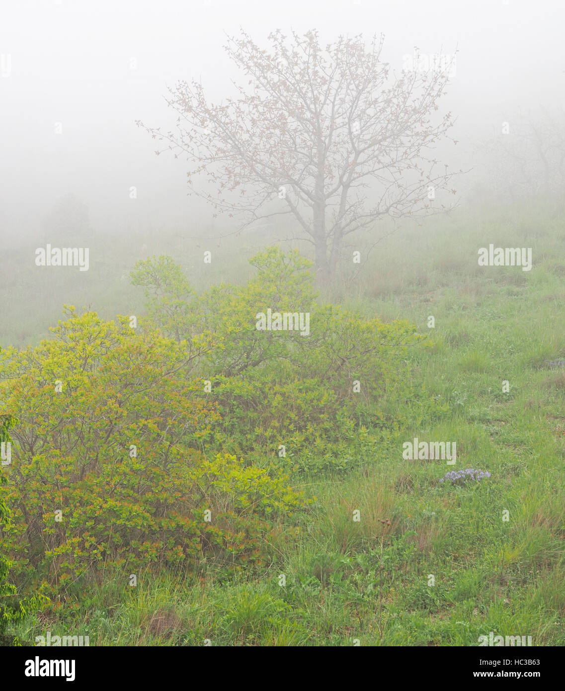 Trees in the fog Stock Photo - Alamy