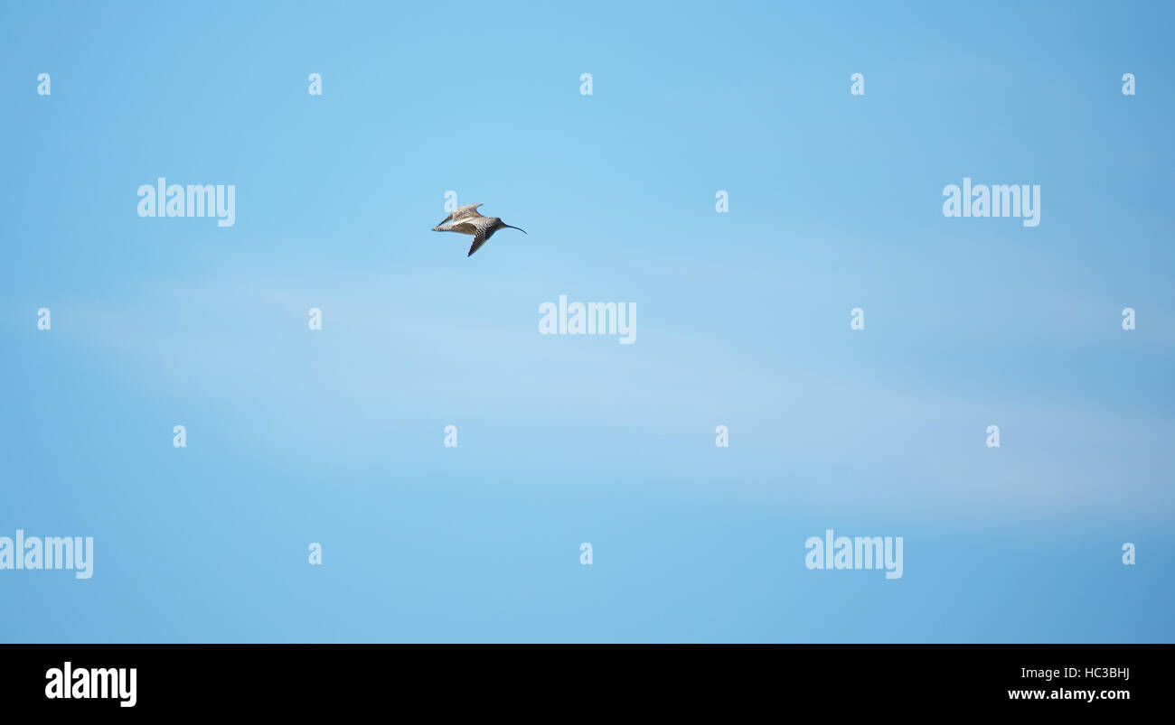 sandpiper bird in flight Stock Photo - Alamy