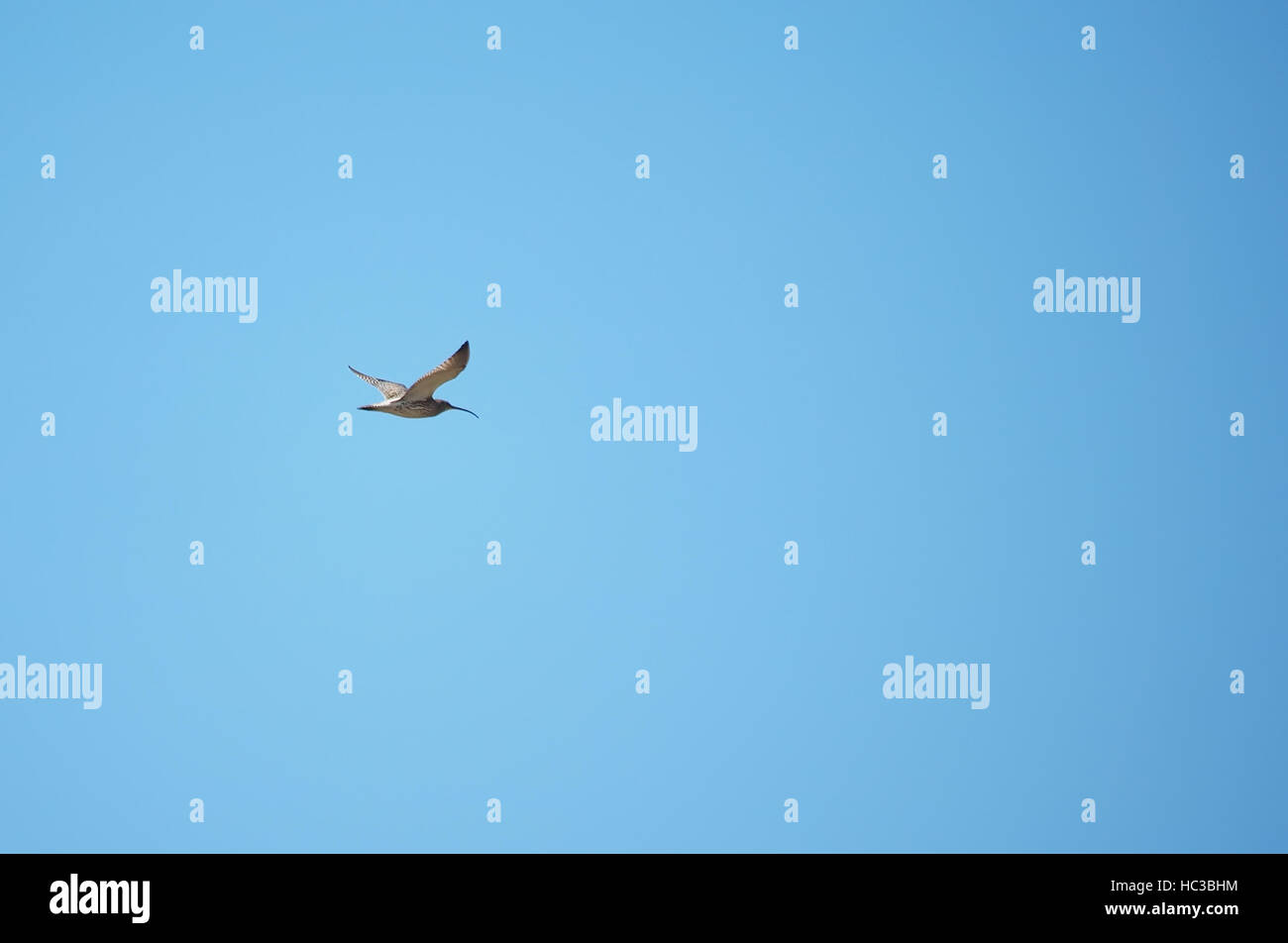sandpiper bird in flight Stock Photo - Alamy