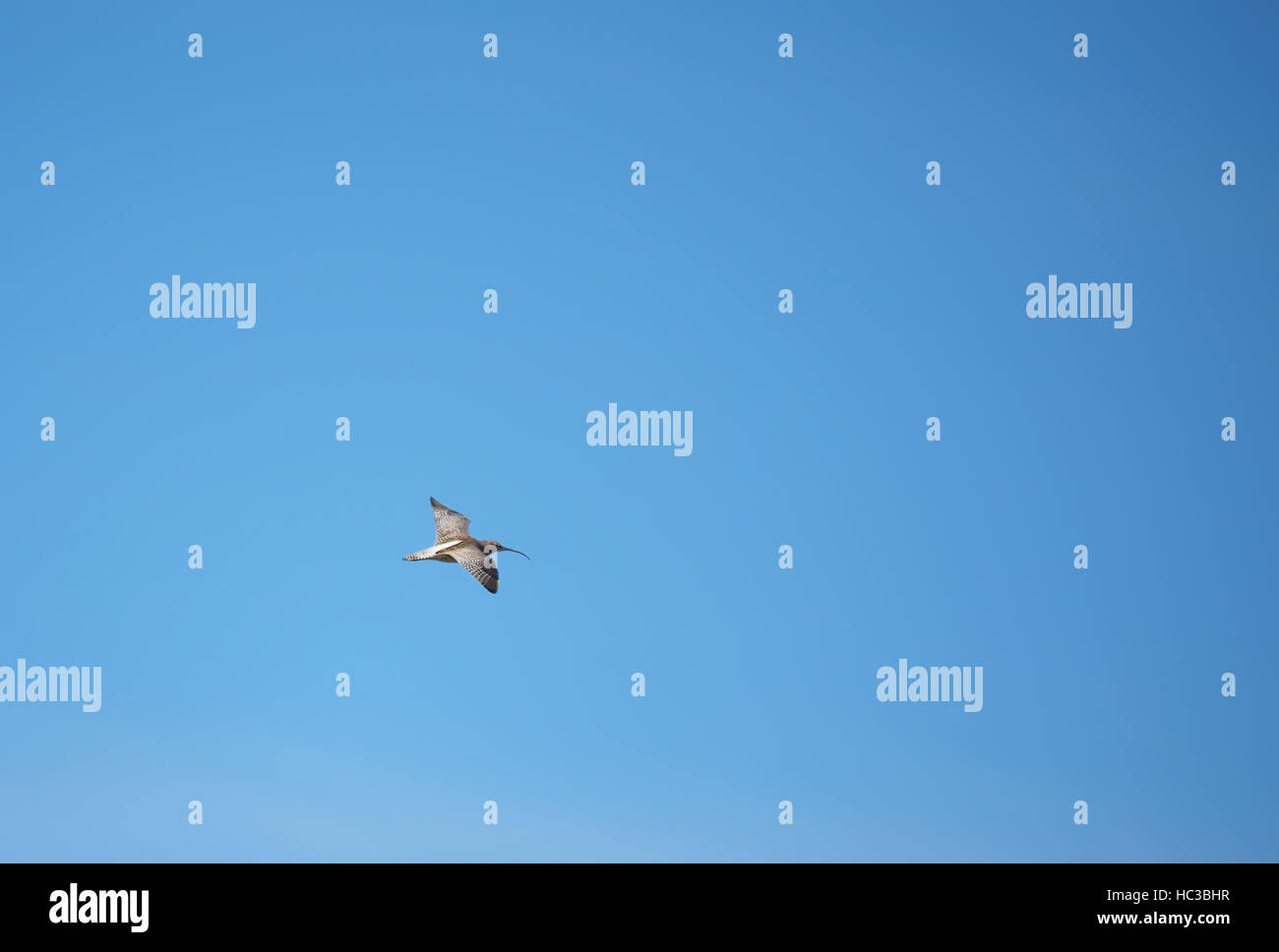 sandpiper bird in flight Stock Photo - Alamy