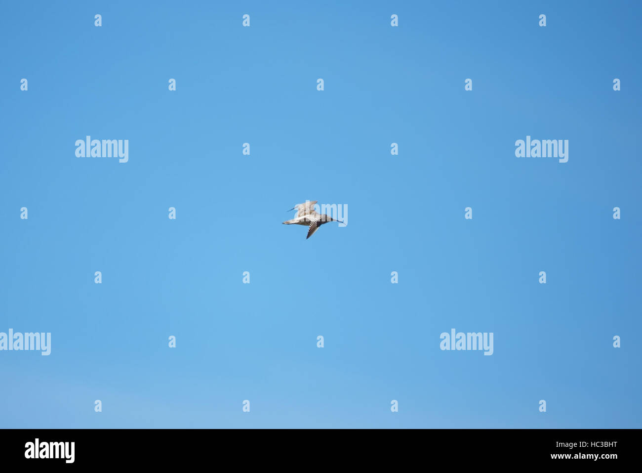 sandpiper bird in flight Stock Photo - Alamy