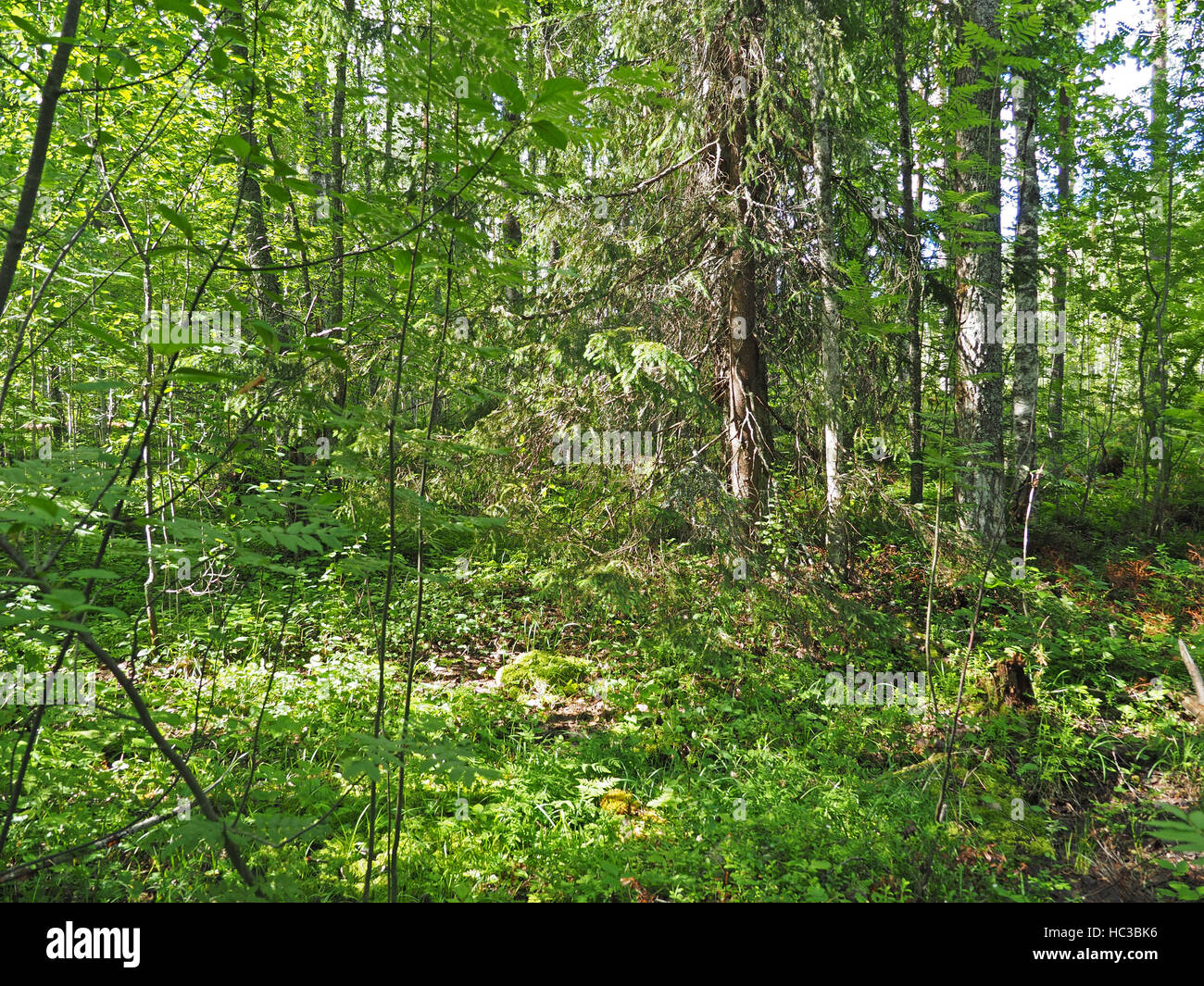 in the forest. summer Stock Photo - Alamy
