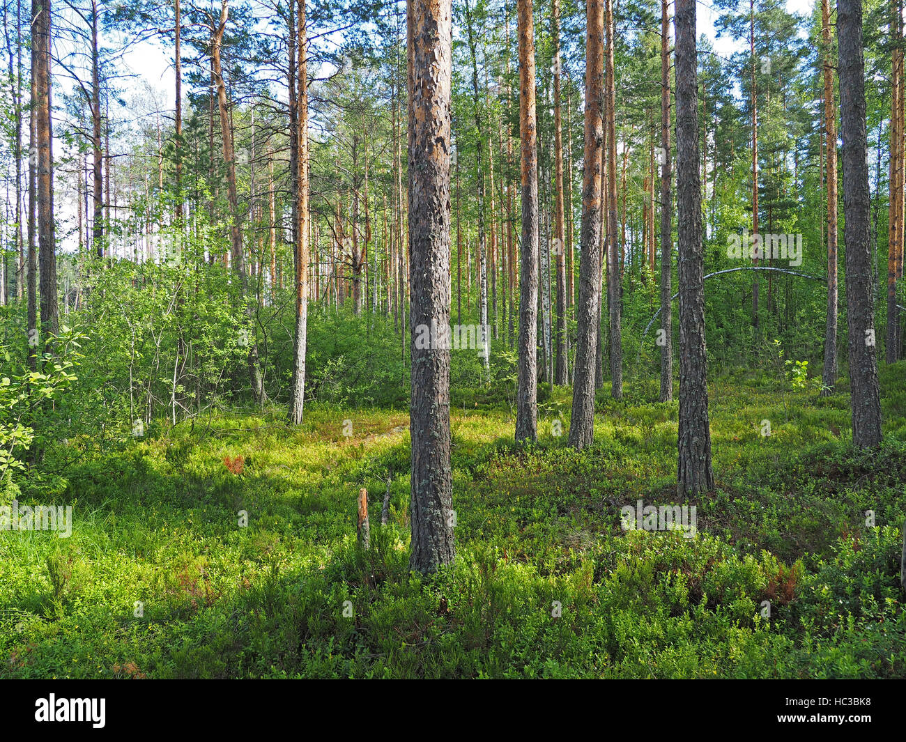 in the forest. summer Stock Photo - Alamy