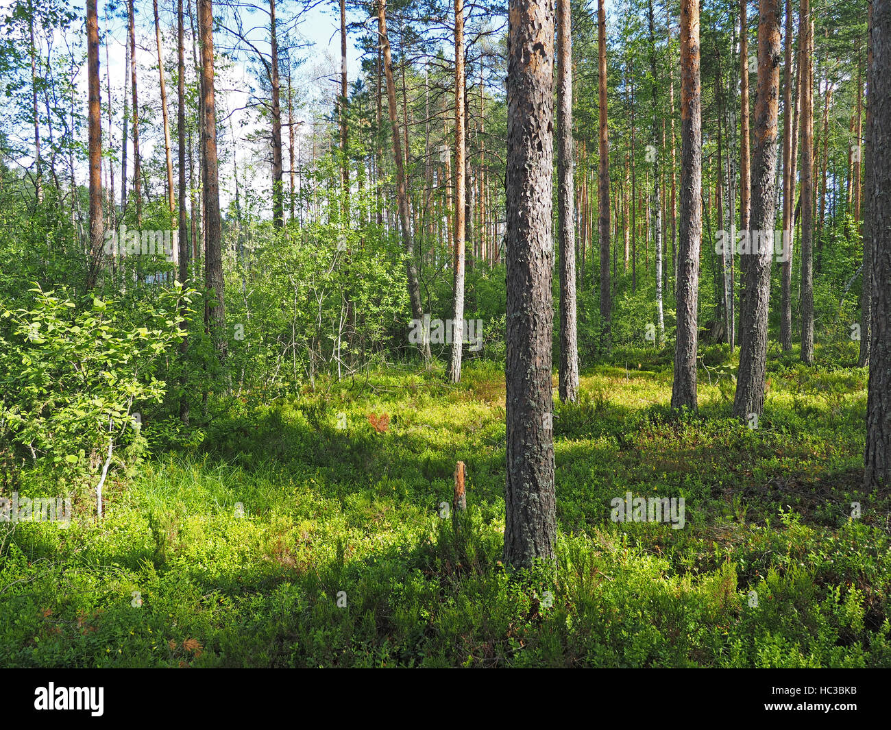 in the forest. summer Stock Photo - Alamy