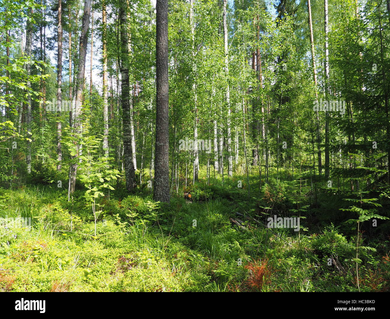 in the forest. summer Stock Photo - Alamy