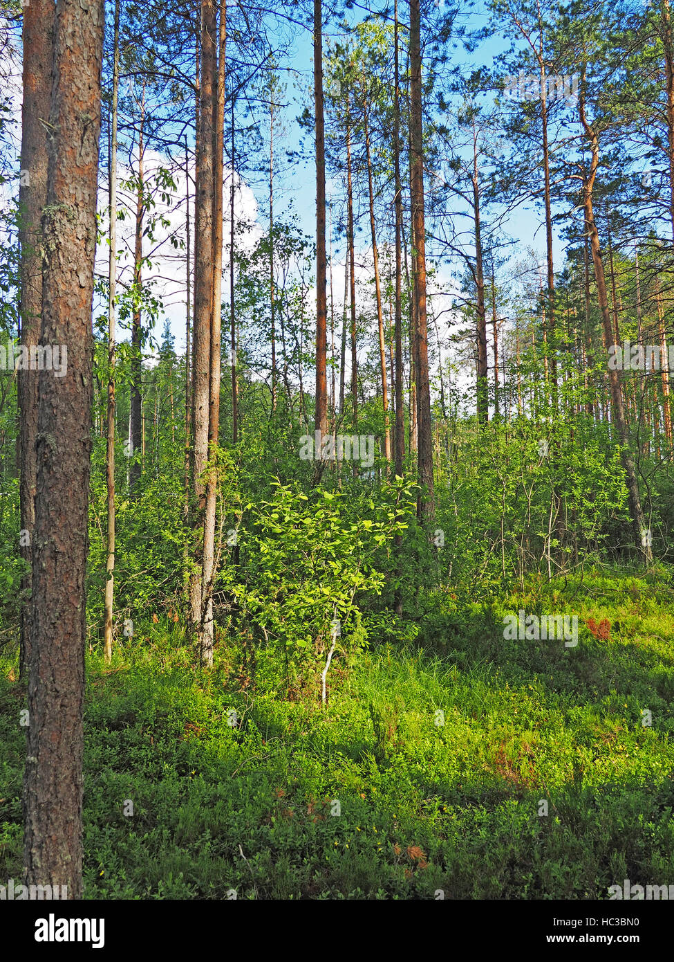 in the forest. summer Stock Photo - Alamy