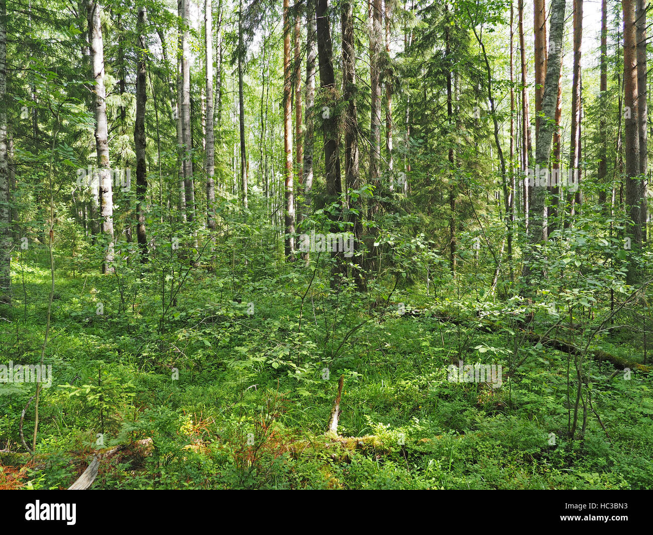 in the forest. summer Stock Photo - Alamy