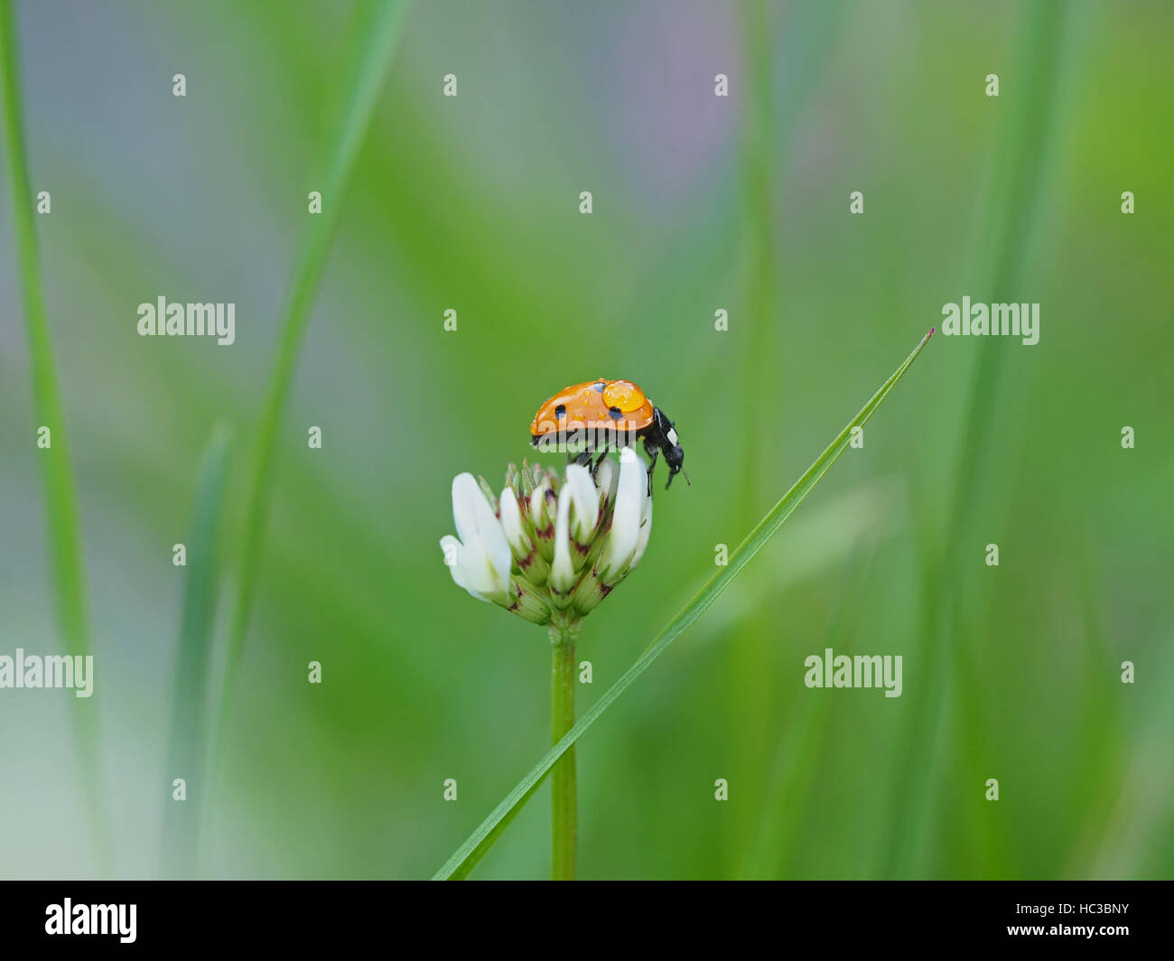 ladybug in the forest Stock Photo - Alamy