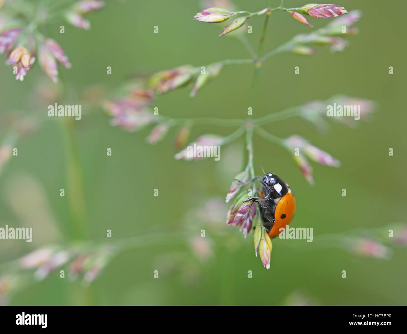 ladybug in the forest Stock Photo - Alamy