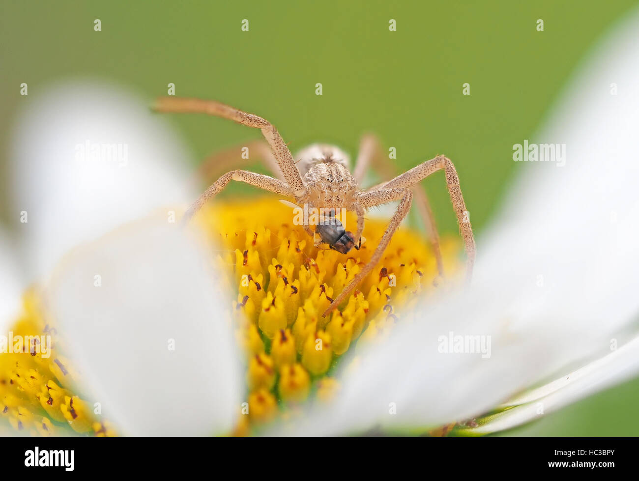spider eating a fly on a camomile Stock Photo - Alamy