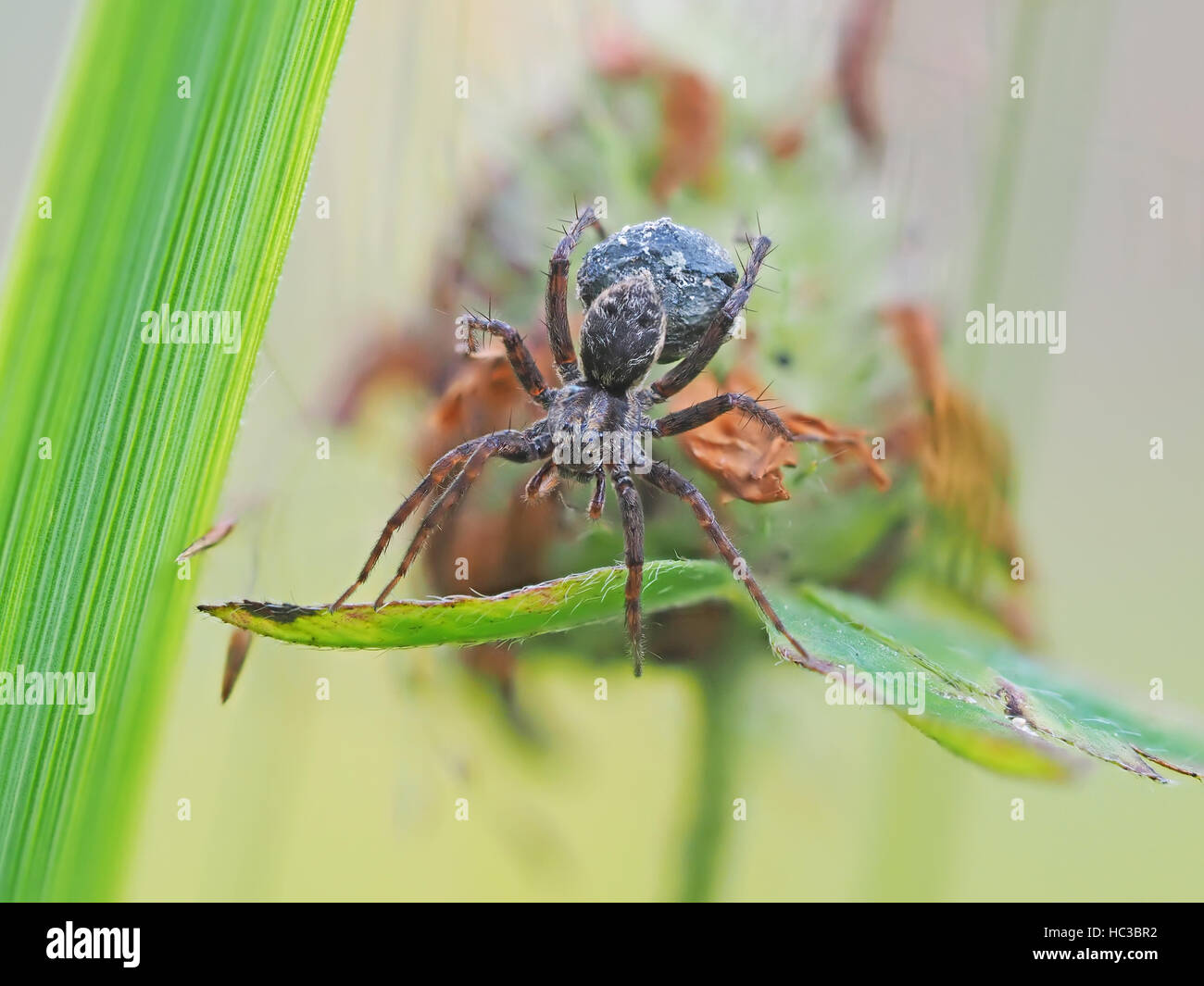 Spider in the woods Stock Photo - Alamy