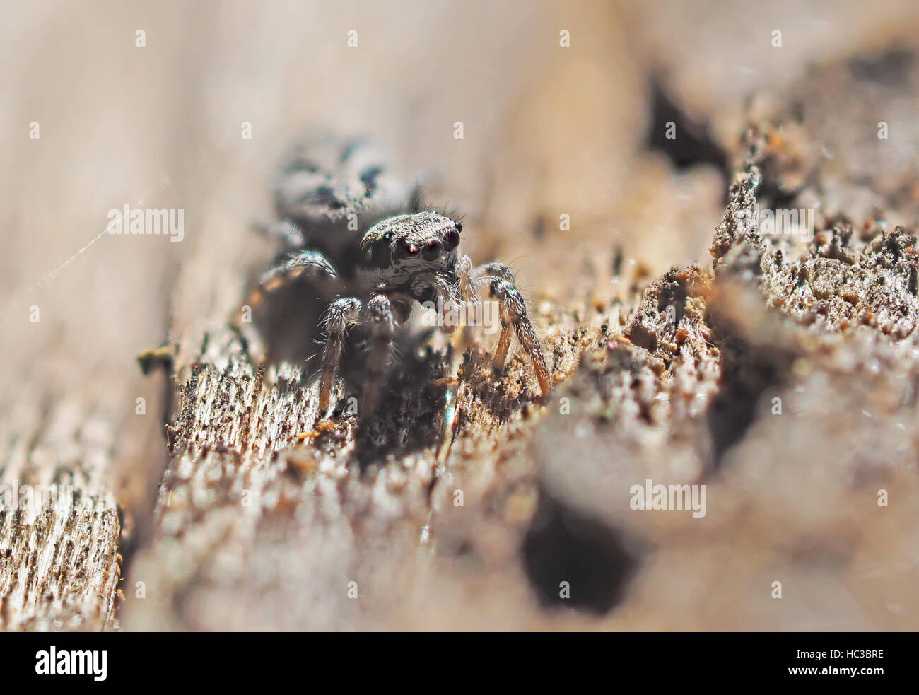 Spider in the woods Stock Photo - Alamy
