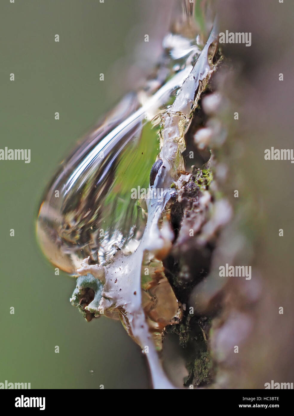 Cherry tree sap hi-res stock photography and images - Alamy