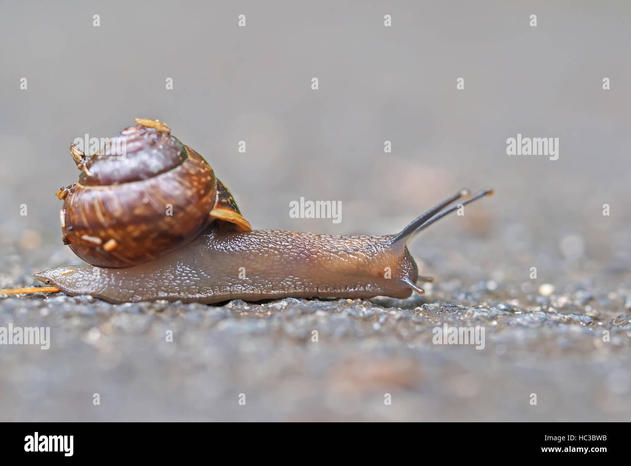 Snail trace hi-res stock photography and images - Alamy