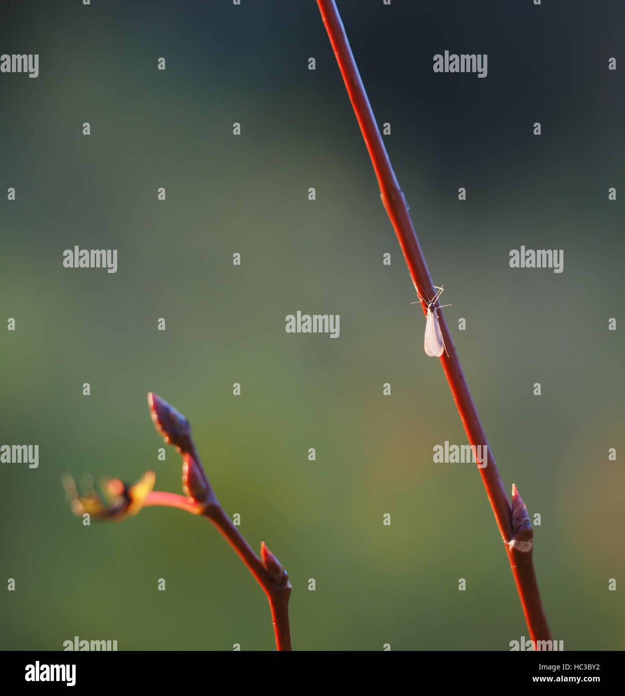 mosquito on the twig Stock Photo - Alamy