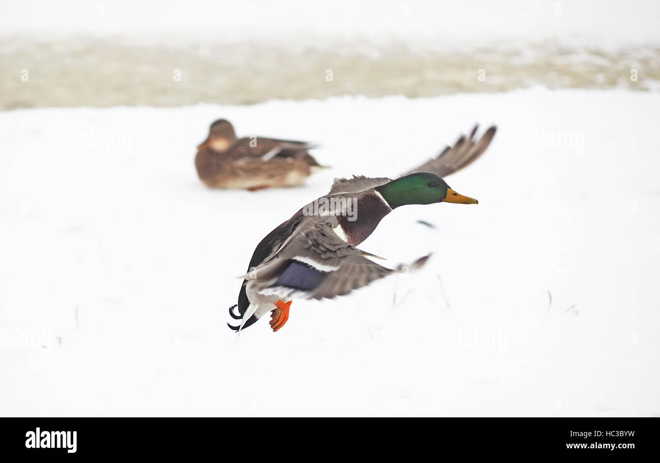 duck in flight Stock Photo - Alamy