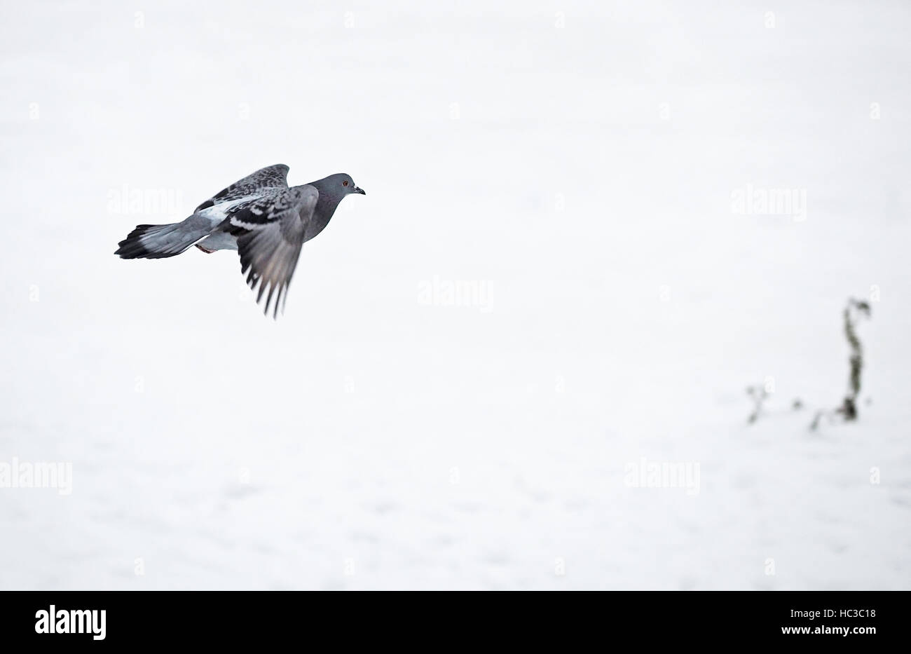 pigeons in flight Stock Photo - Alamy