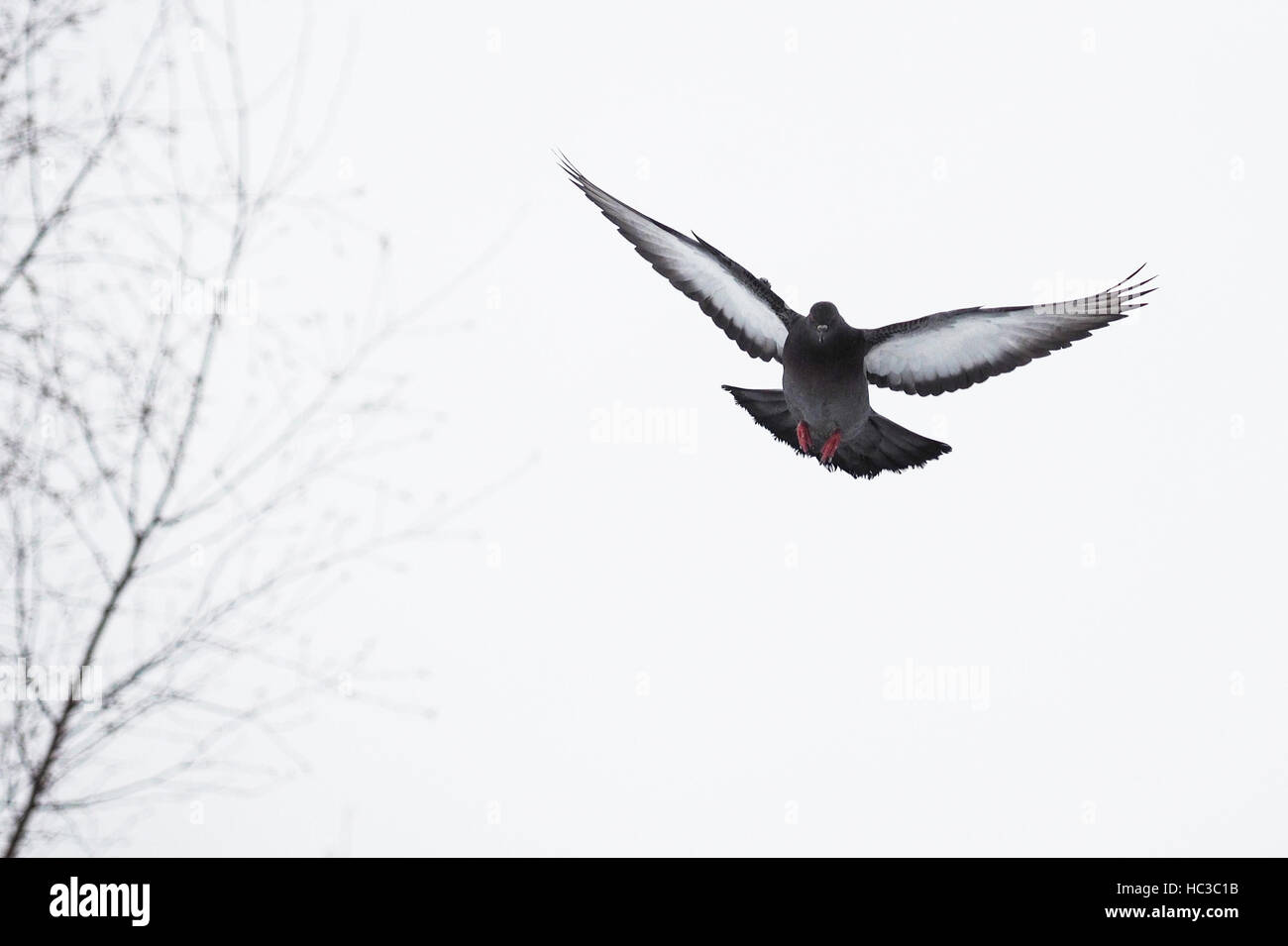 pigeons in flight Stock Photo - Alamy