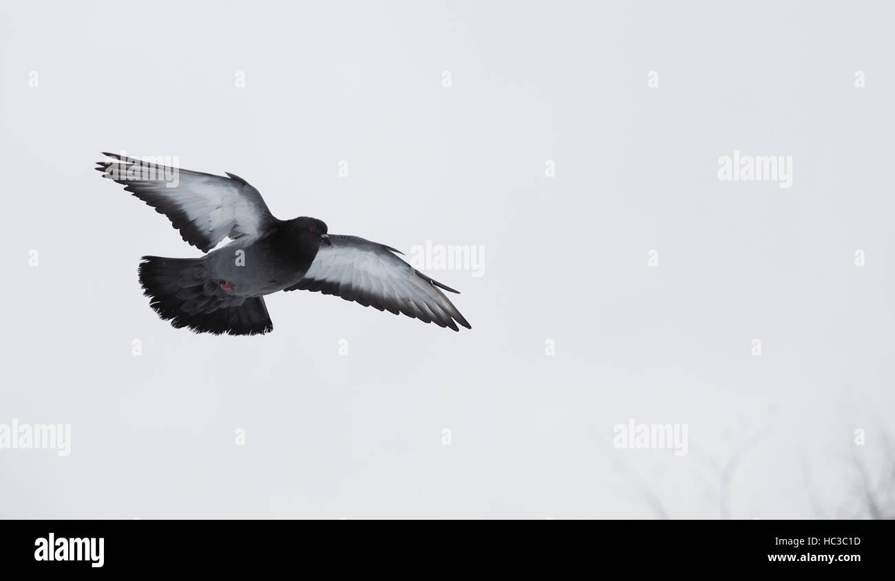 pigeons in flight Stock Photo - Alamy