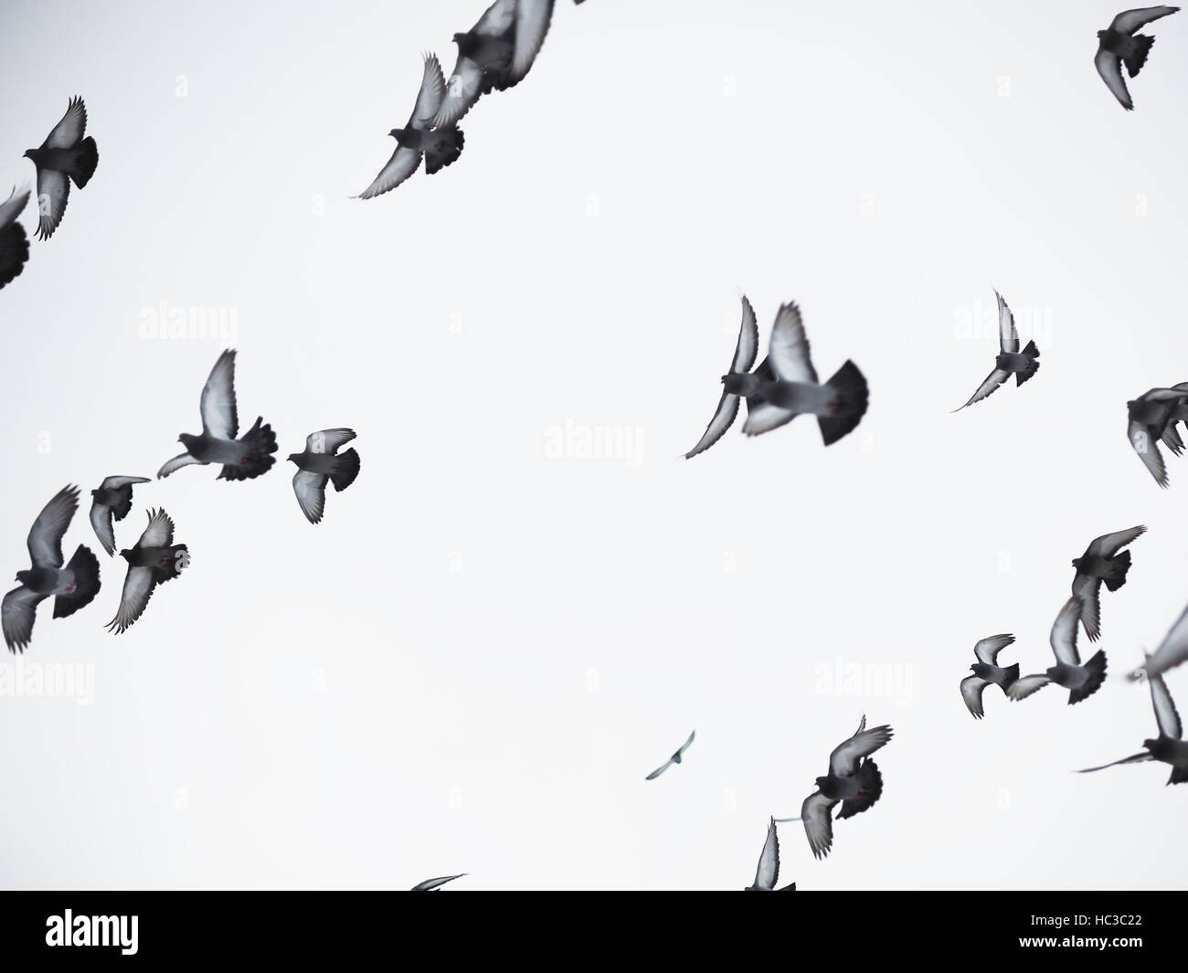 pigeons in flight Stock Photo - Alamy