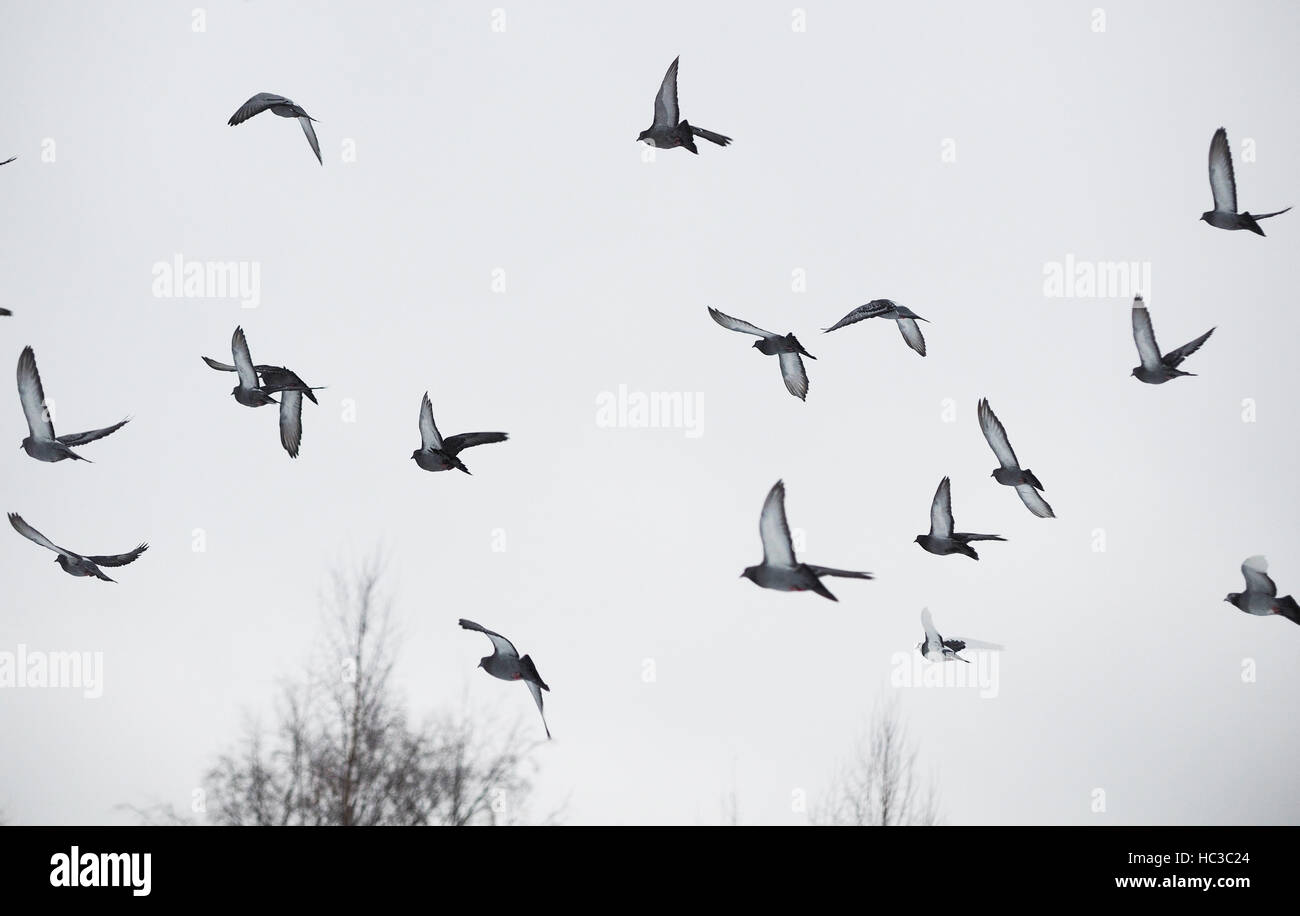pigeons in flight Stock Photo - Alamy