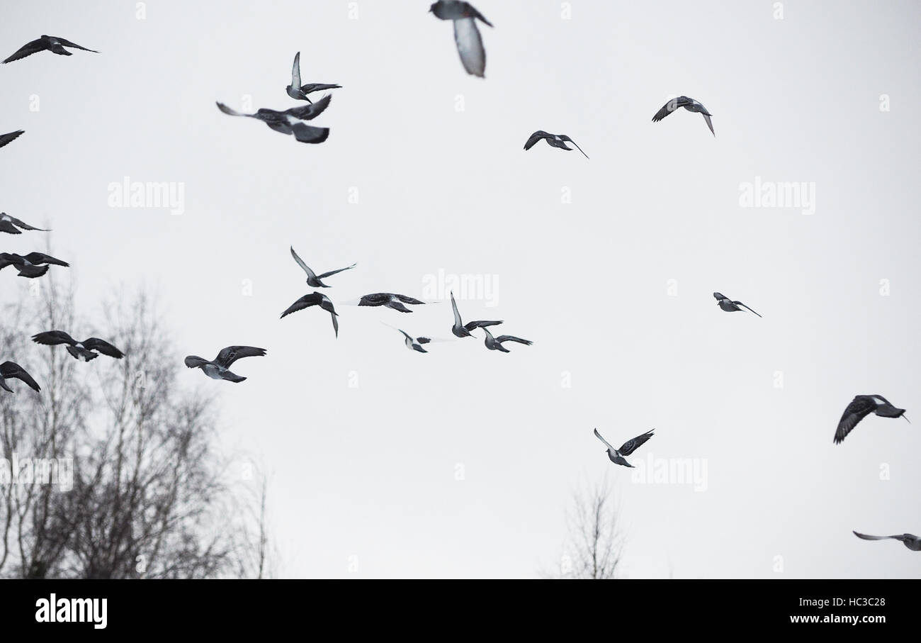 pigeons in flight Stock Photo - Alamy