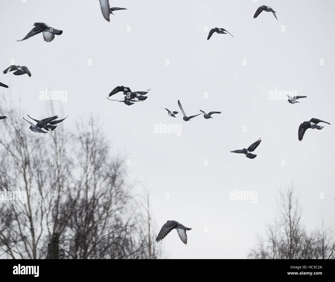 pigeons in flight Stock Photo - Alamy