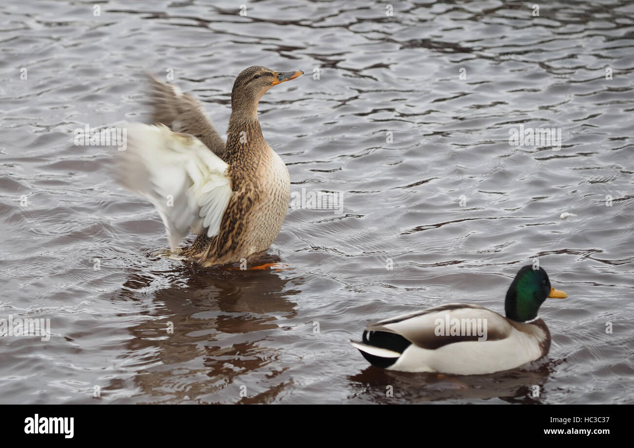 duck flaps its wings on the lake Stock Photo - Alamy
