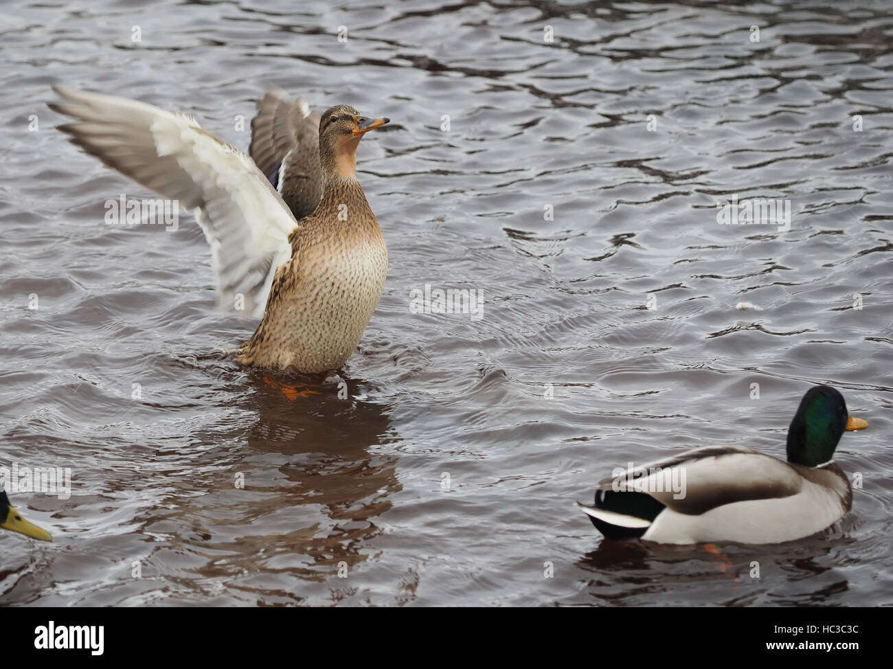 duck flaps its wings on the lake Stock Photo - Alamy