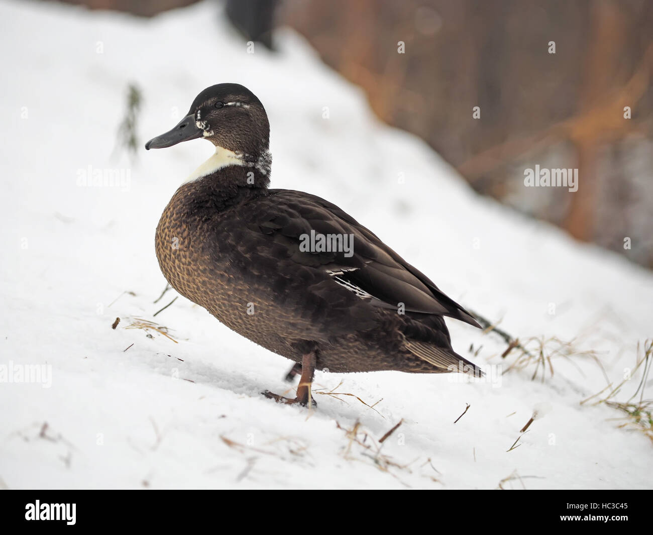 duck in the snow Stock Photo - Alamy