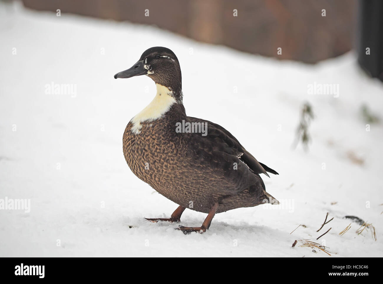 duck in the snow Stock Photo - Alamy