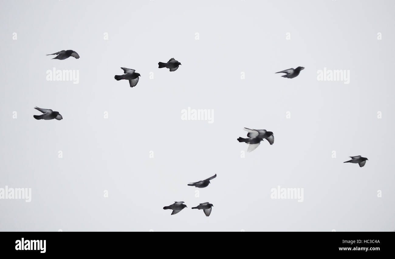 pigeons in flight Stock Photo - Alamy