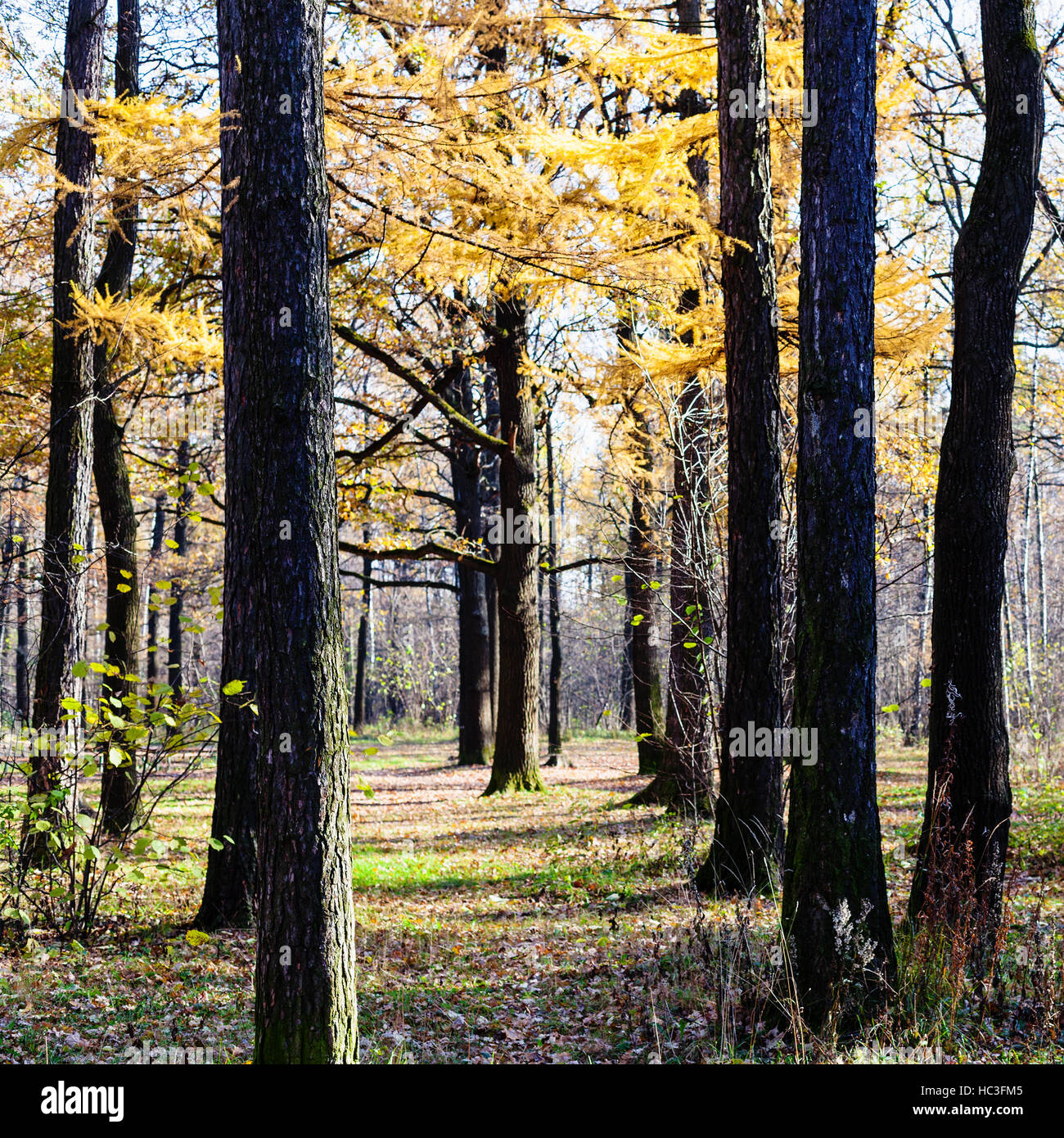 yellow larch and dark oak trees in urban park in sunny autumn day Stock ...