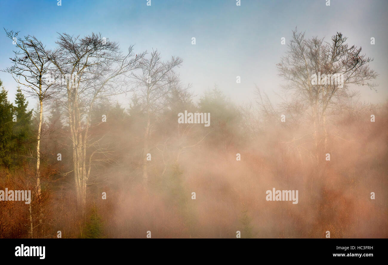 Mountain forest with fog passing by in a cold morning Stock Photo - Alamy