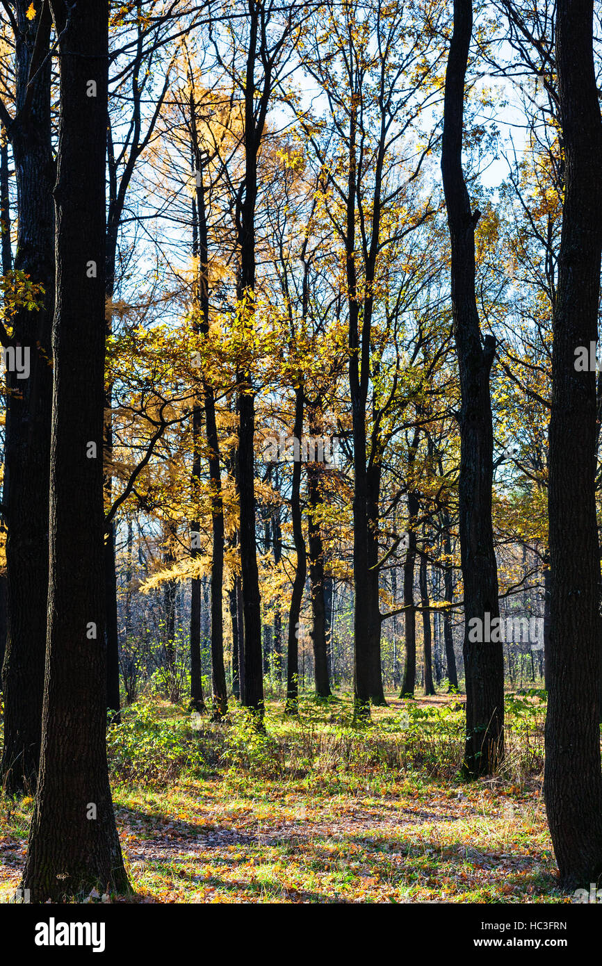 dark oak tree trunks in urban park in sunny autumn day Stock Photo - Alamy