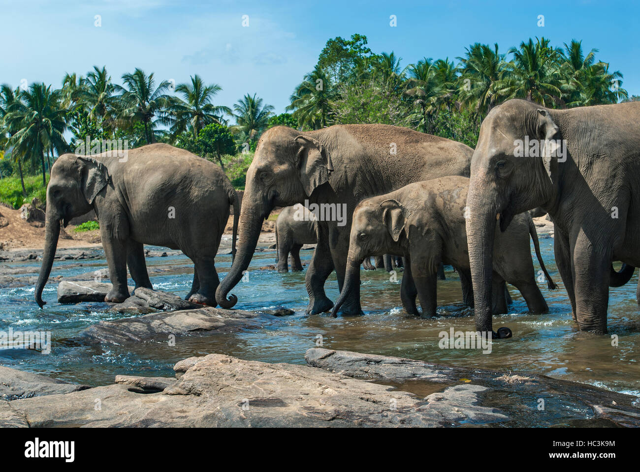 Bathtime Pinnawala Elephant Orphanage, Sri Lanka Stock Photo - Alamy