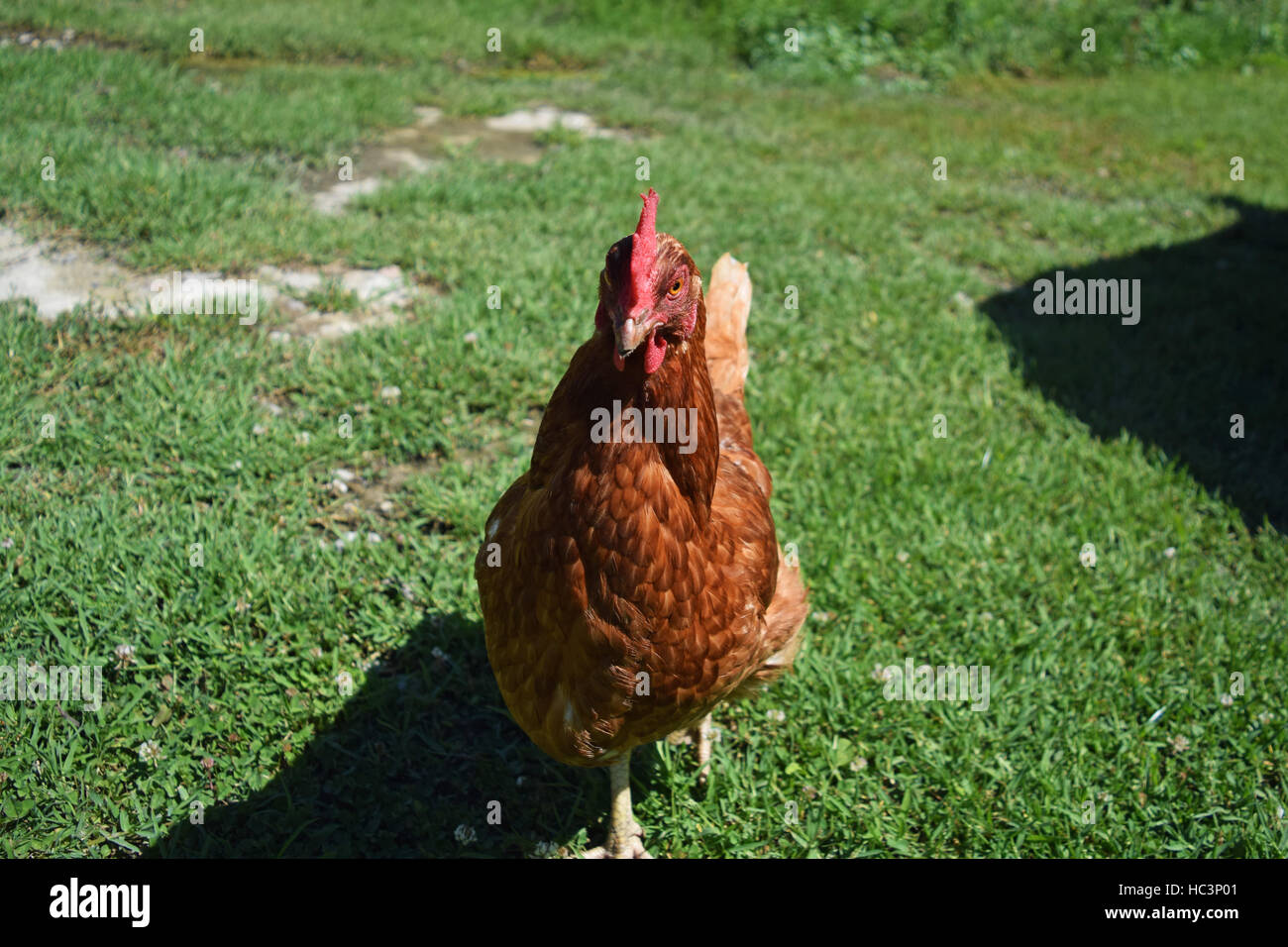 Brown Chicken Close Up Stock Photo - Alamy