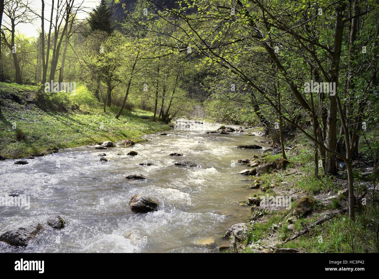 Charming view of a river running across a beautiful forest Stock Photo ...