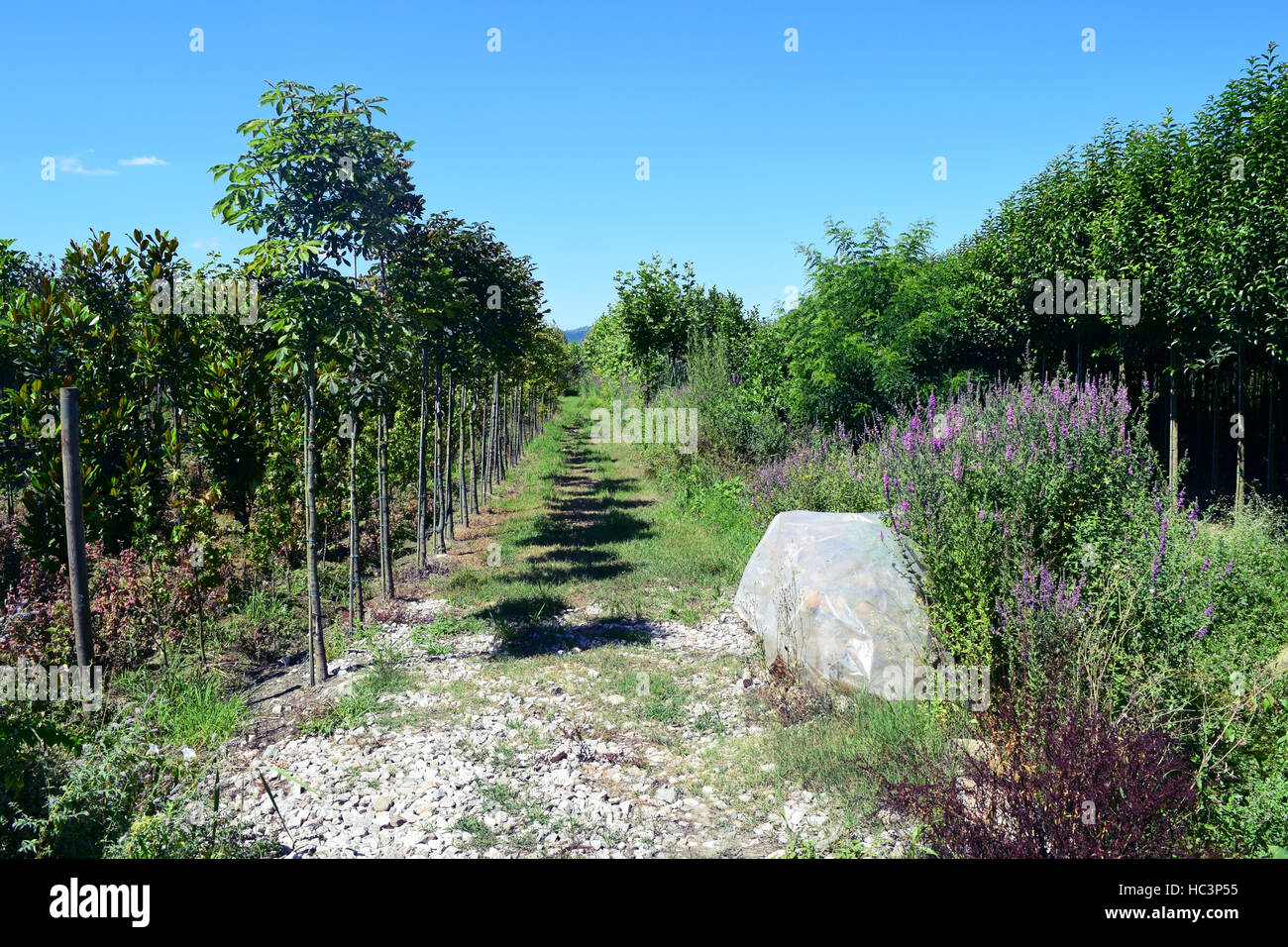 Ranch garden hi-res stock photography and images - Alamy
