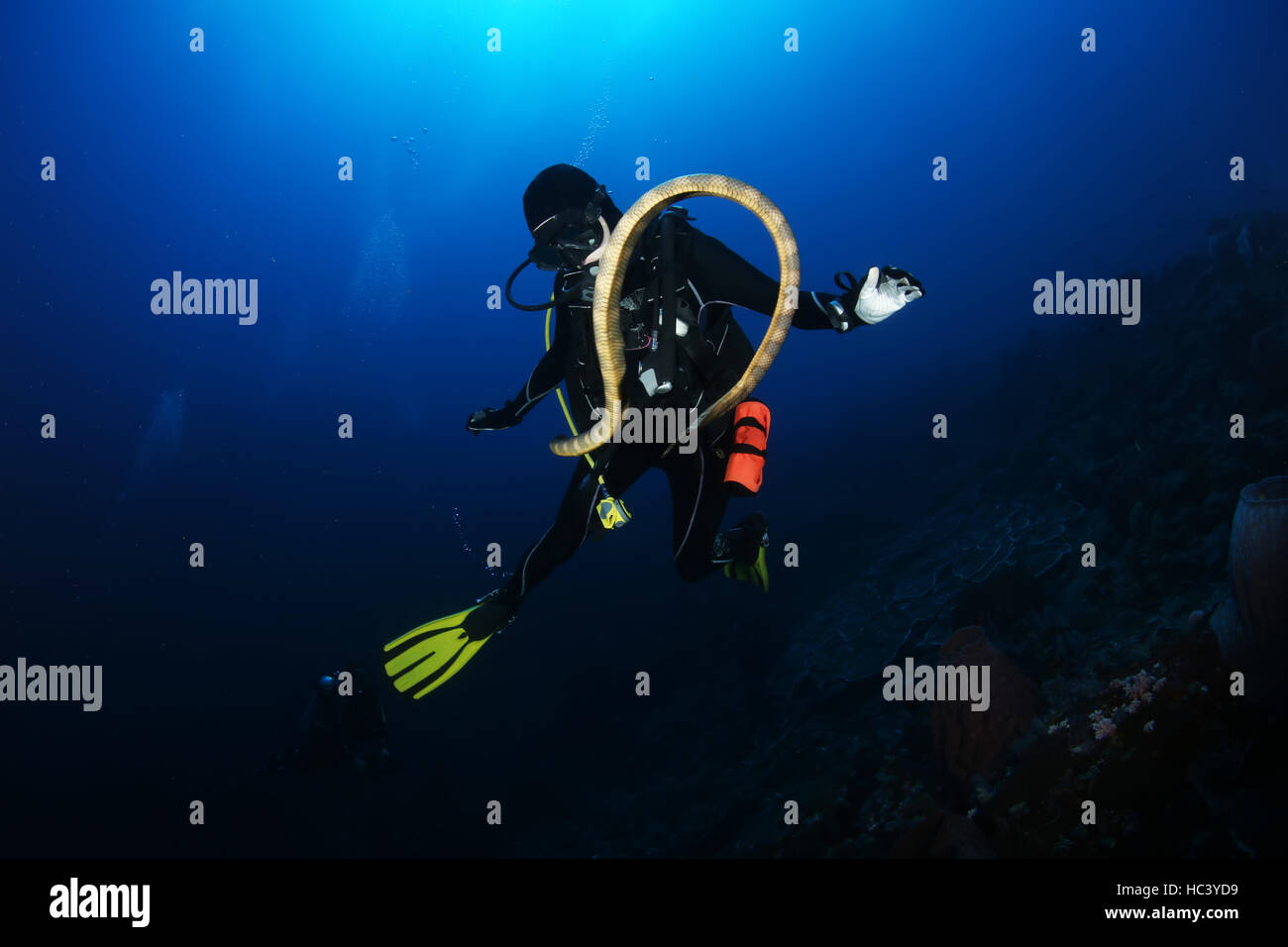 diver with sea snake underwater diving picture ocean Stock Photo - Alamy