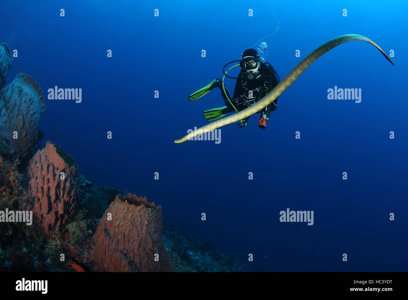 diver with sea snake underwater diving picture ocean Stock Photo - Alamy