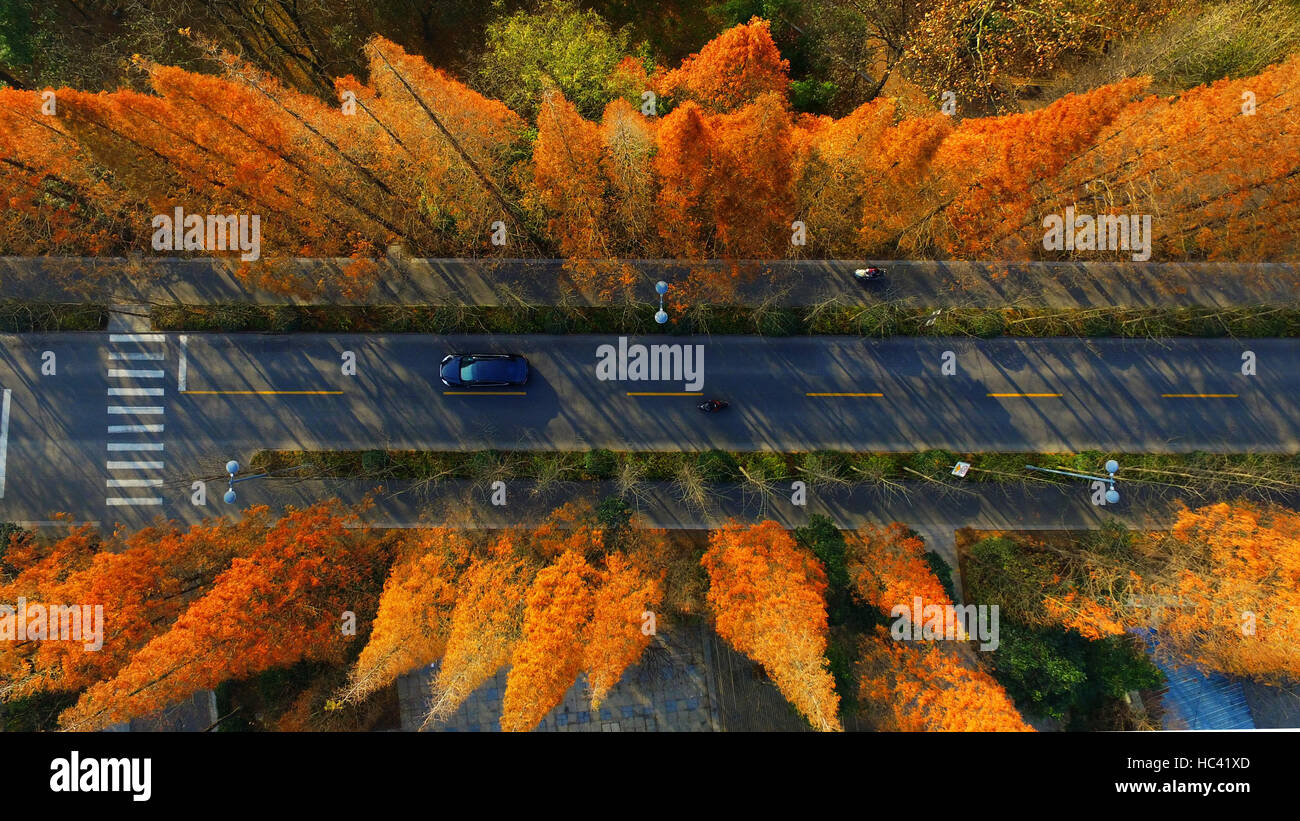 Yangzhou. 7th Dec, 2016. Photo taken on Dec. 7, 2016 shows the autumn ...