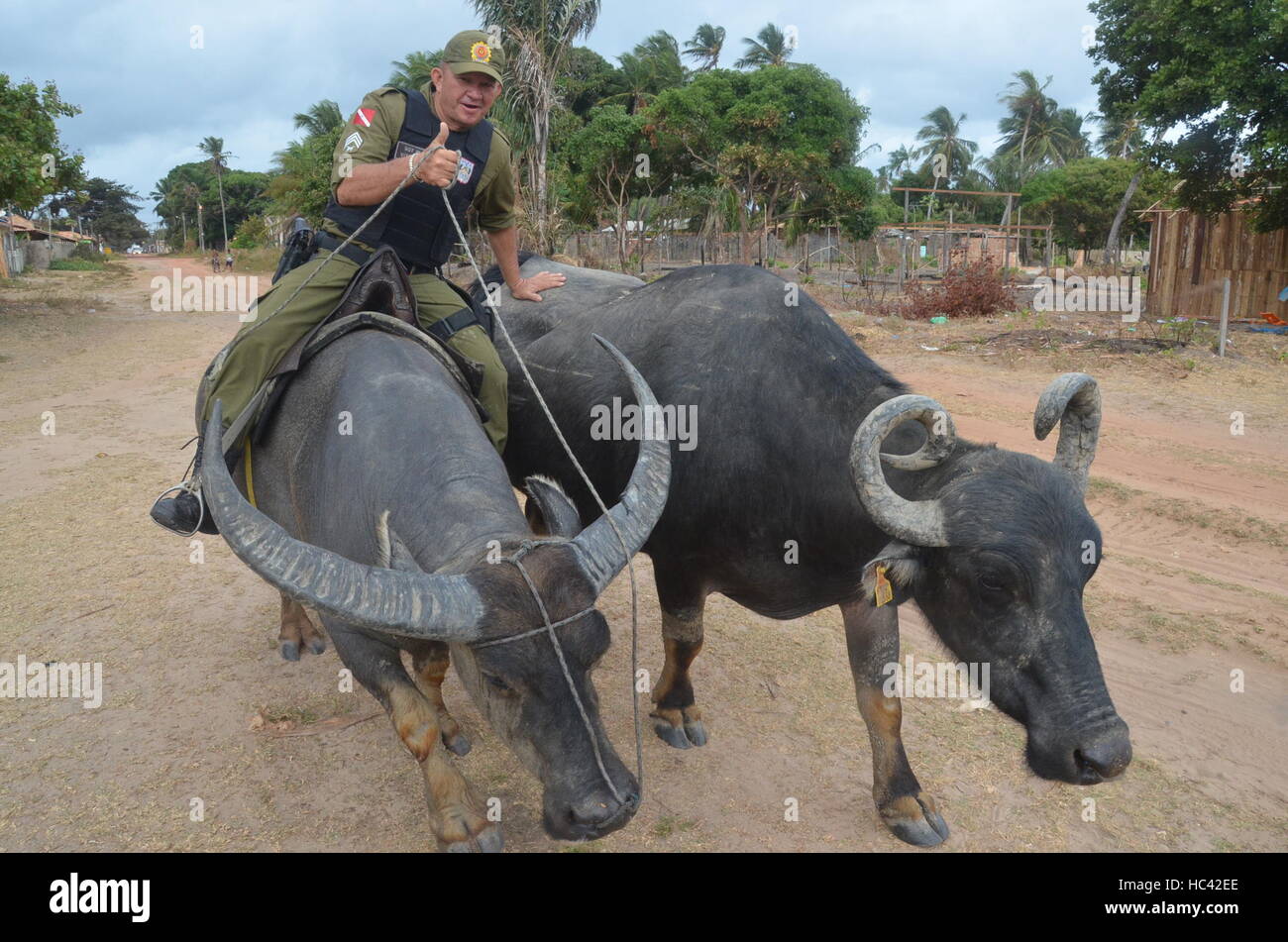 Vitelli Cassiano is riding his patrol rounds on a buffalo at the ...