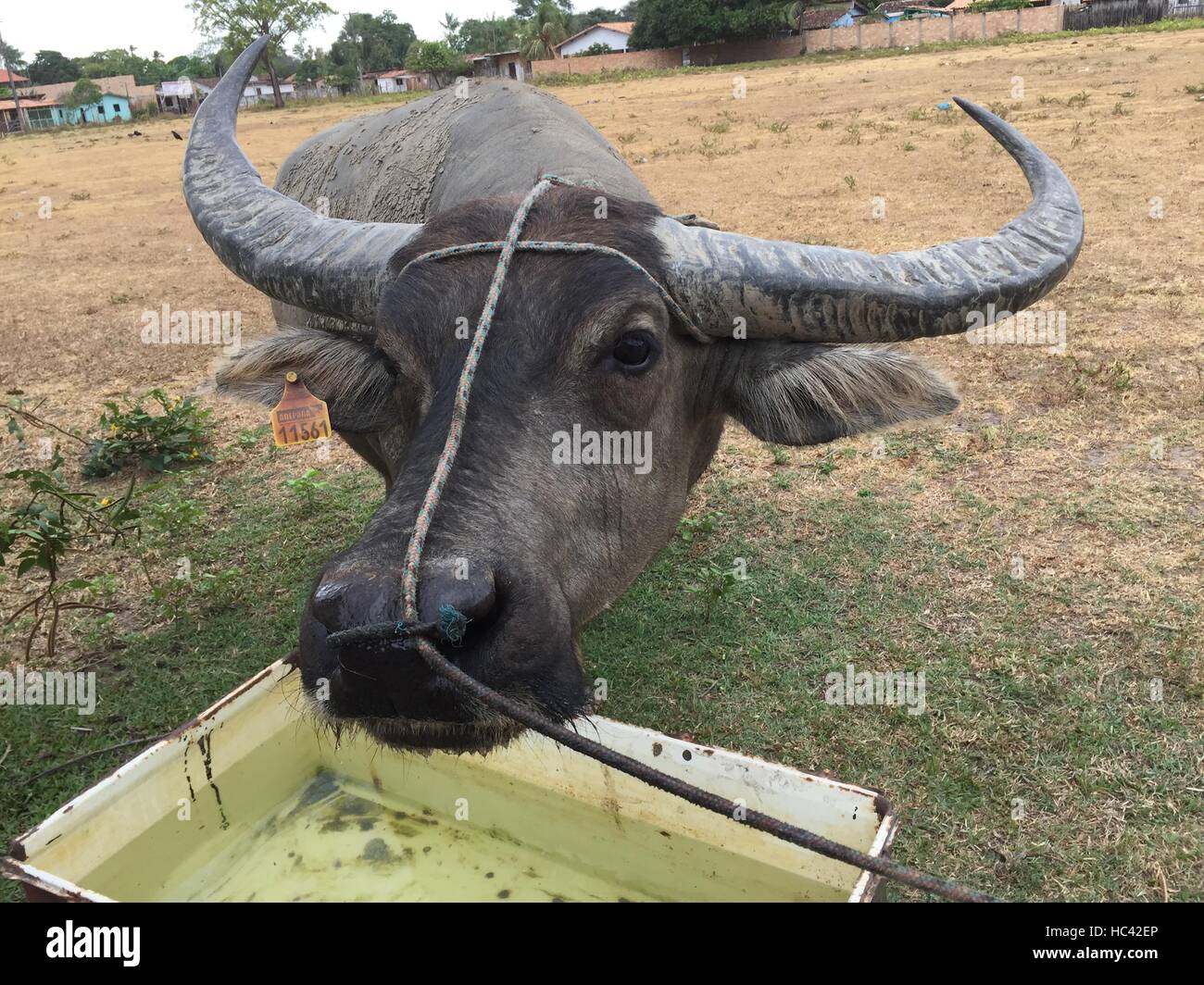 Soure, Brazil. 26th Nov, 2016. The ten-year-old police buffalo ...