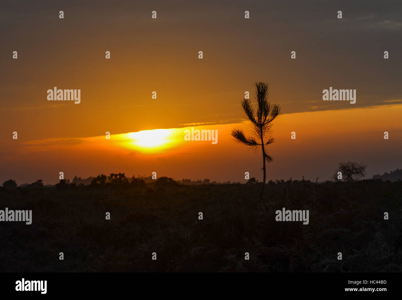 Fir tree with orange sunset behind Stock Photo - Alamy