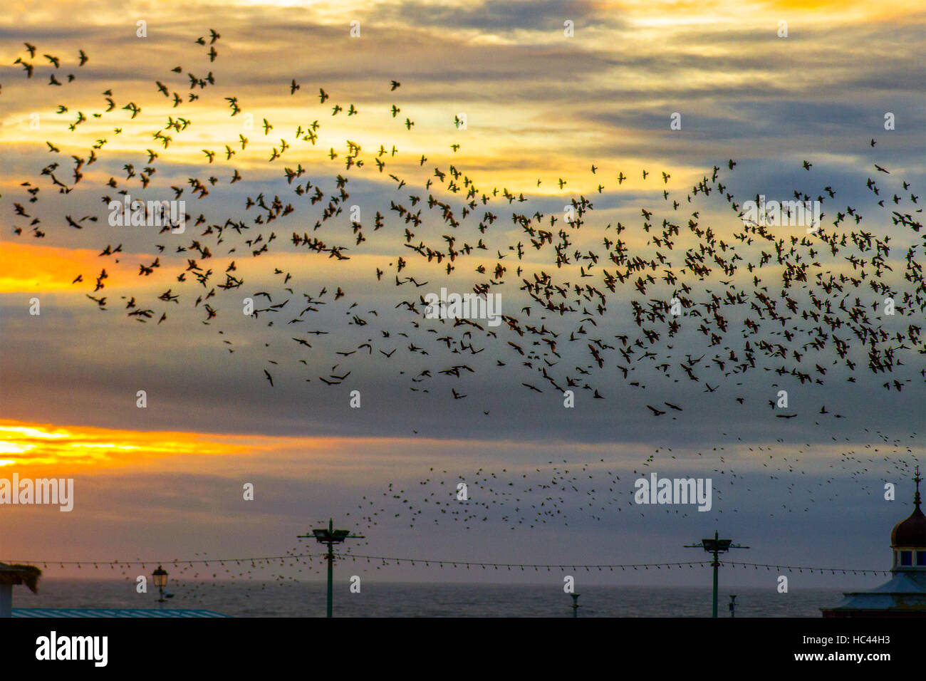 Photographing a starling murmuration hi-res stock photography and ...