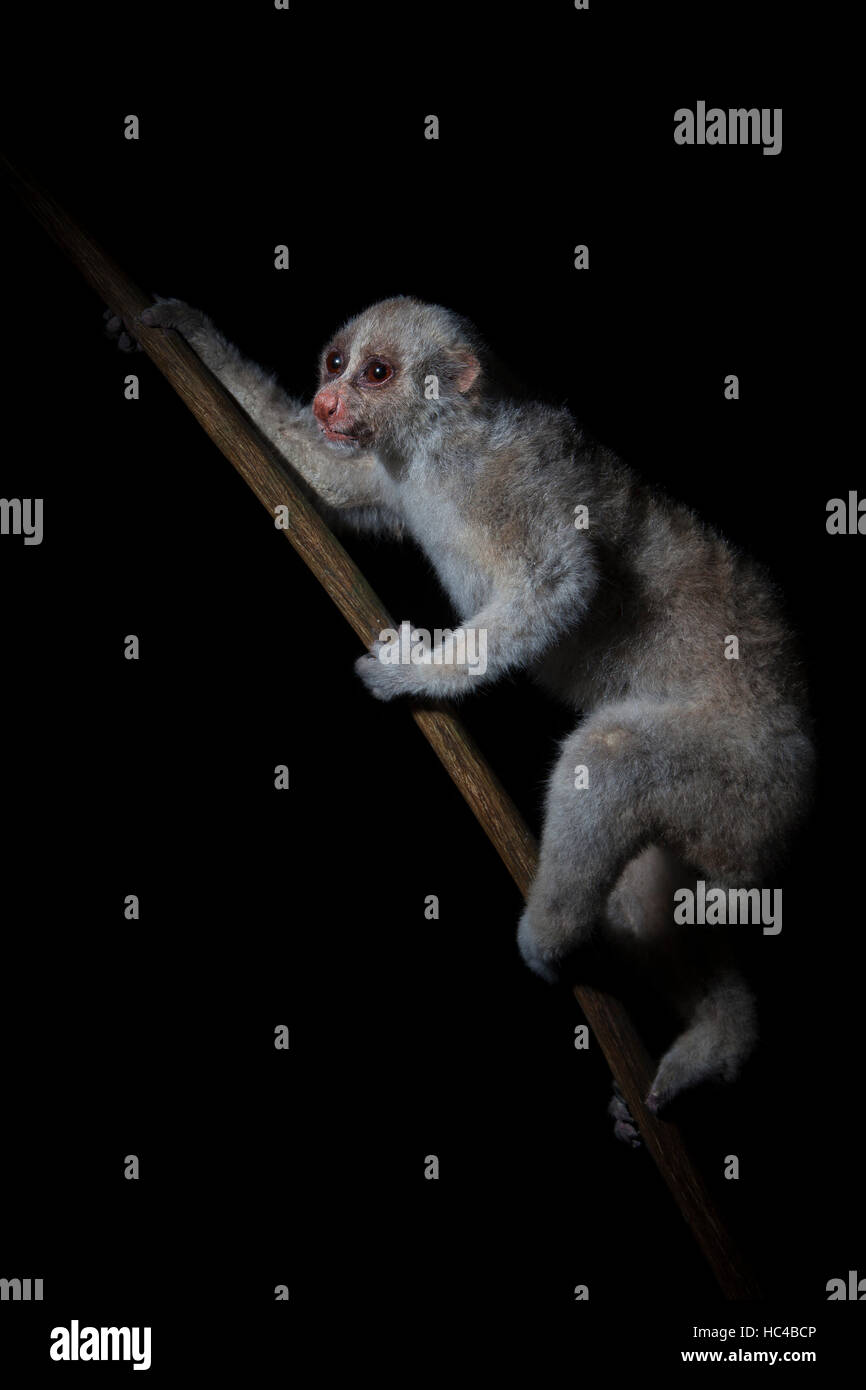 Slow lory hi-res stock photography and images - Alamy