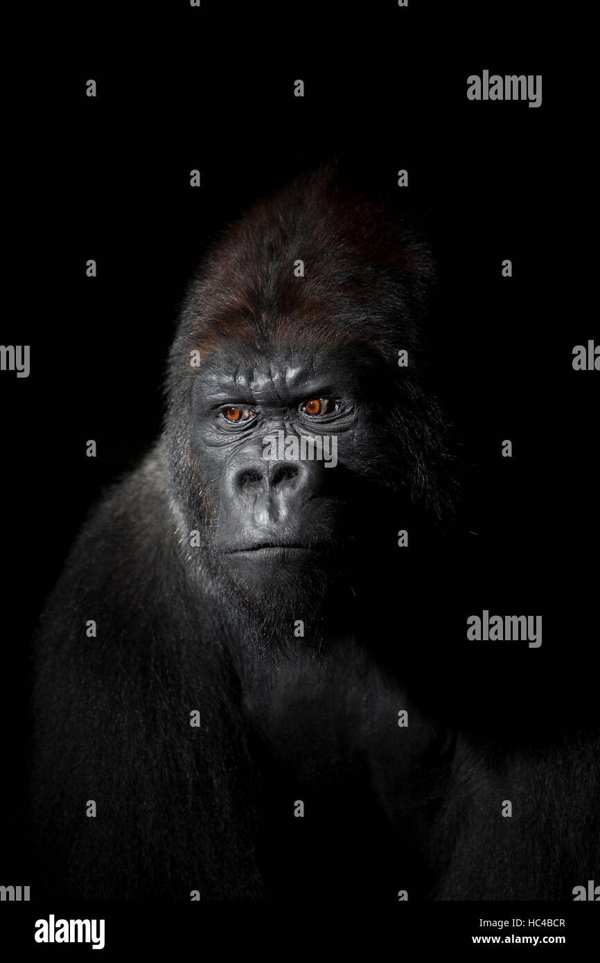 Edinburgh, Scotland. UK. 8th December. National Museum of Scotland ...