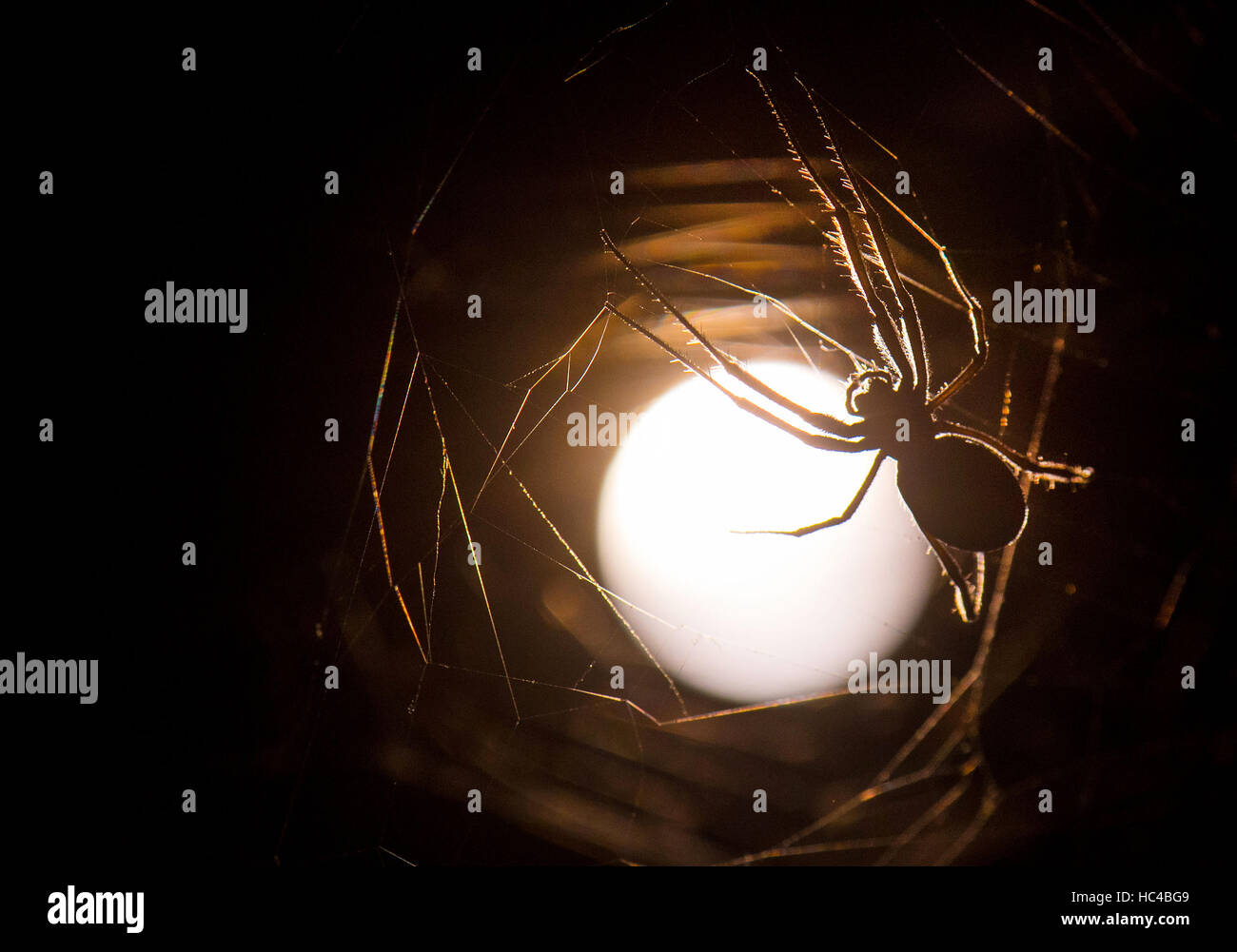 dpatopimages - A spider in its web pictured at a special exhibition at ...